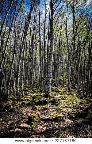 Selva De Irati (irati´s Jungle) Is One Of The Largest Beech Forest In ...