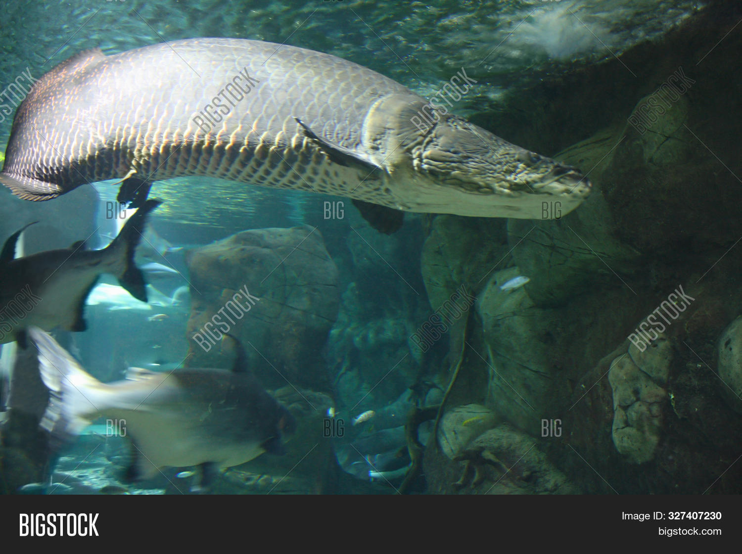 Giant Arapaima (arapaima Gigas), Also Known As The Pirarucu In Their ...