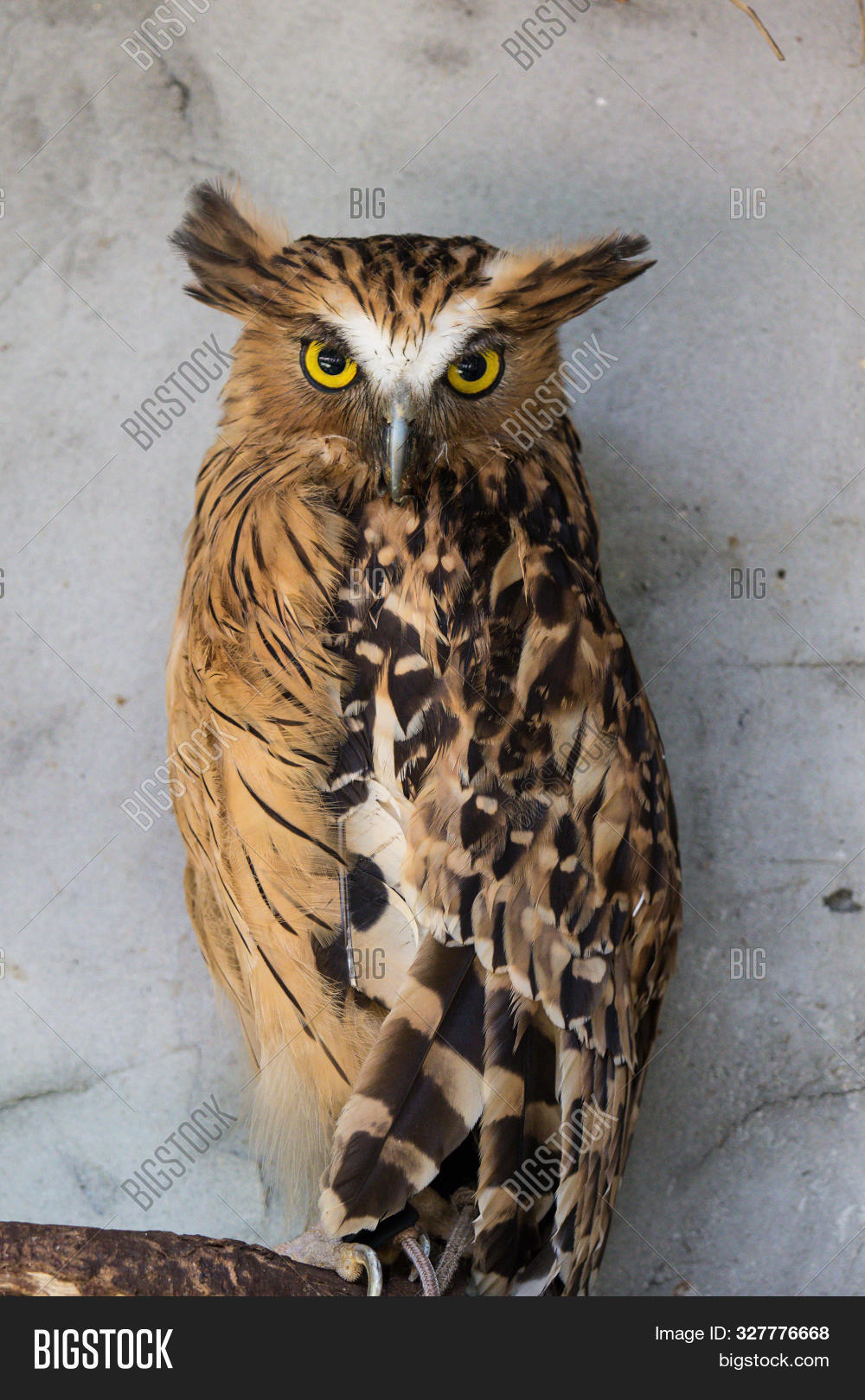 Portrait Of Angry Frightened Buffy Fish Owl, Ketupa Ketupu, Also Known ...