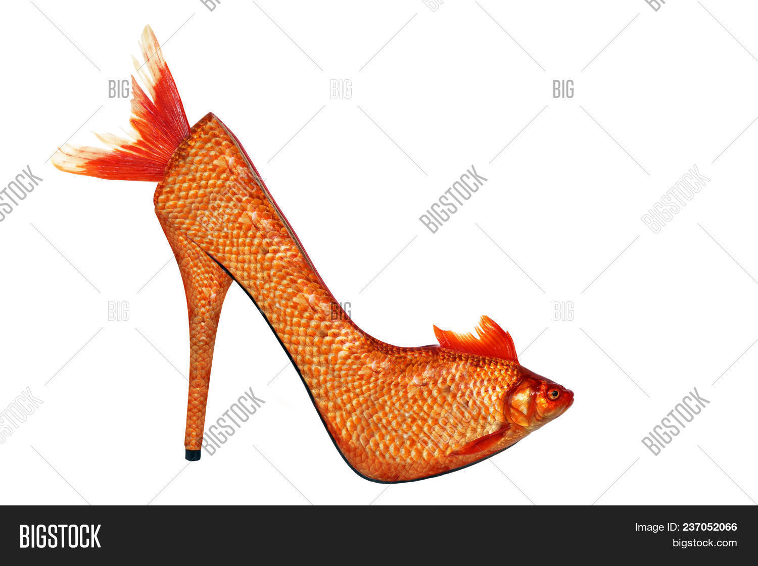 Gold Fish High Heel, Isolated On White Background. This Image Has Been ...