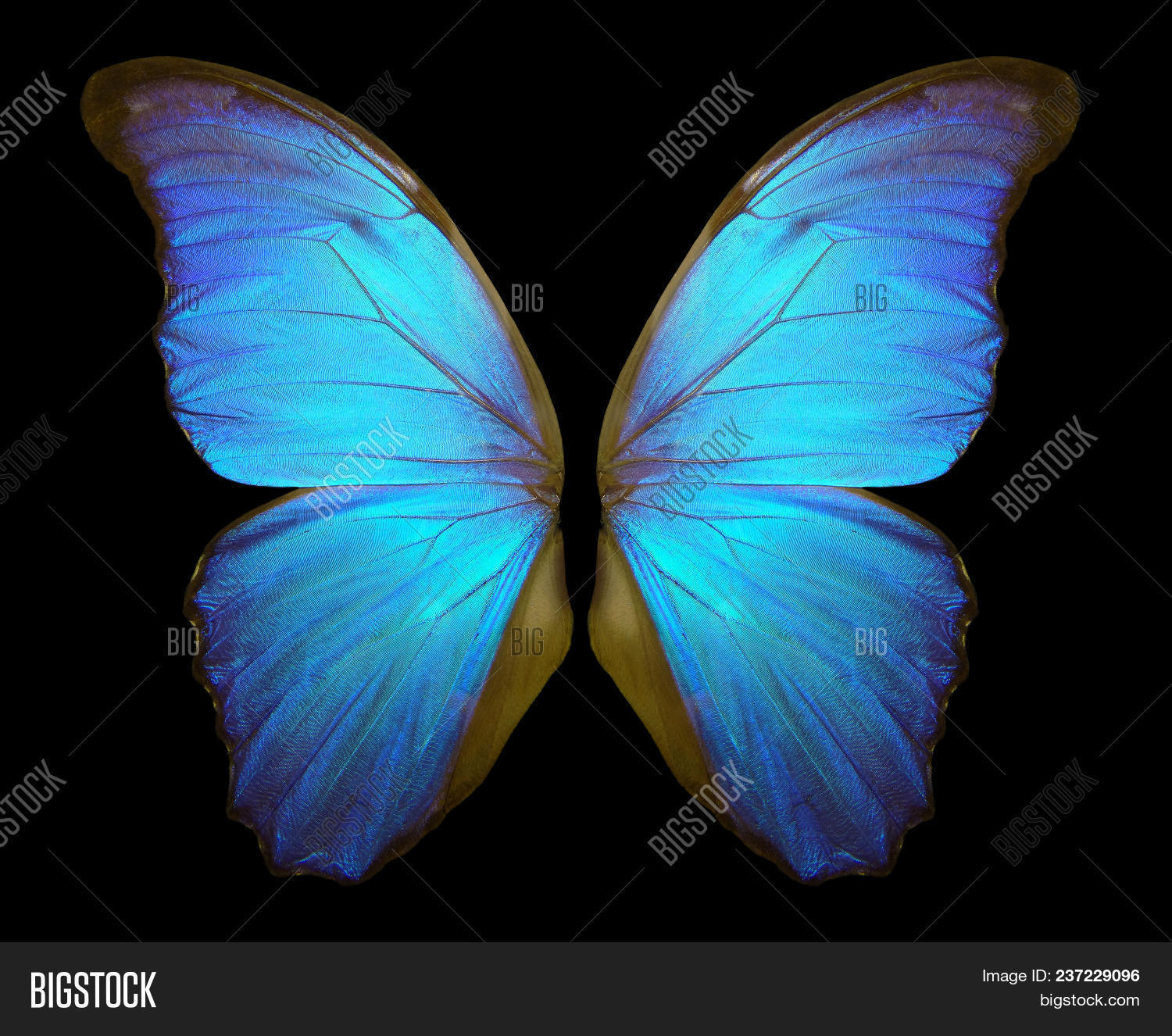 Wings Of A Butterfly Morpho. Morpho Butterfly Wings Isolated On A Black ...