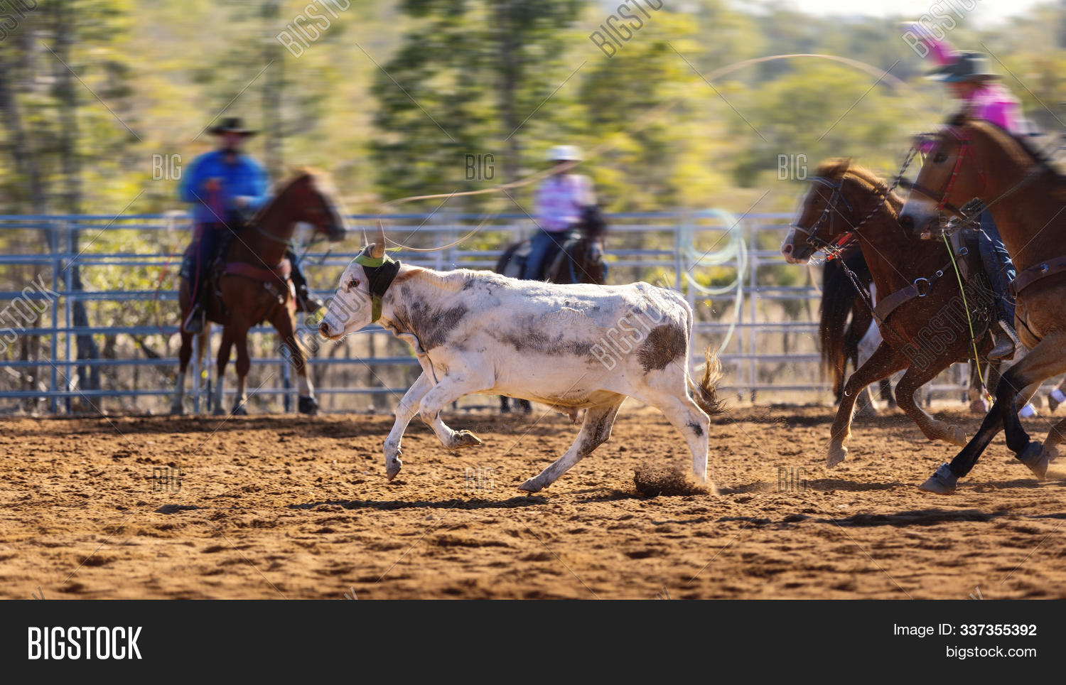 Rodeo - Calf Roping A Young Animal By Cowboys On Horseback - Sanctioned ...