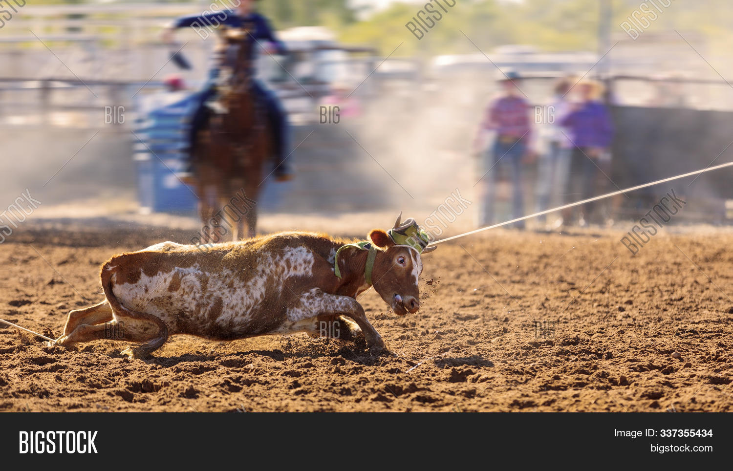 Rodeo - Calf Roping A Young Animal By Cowboys On Horseback - Sanctioned ...