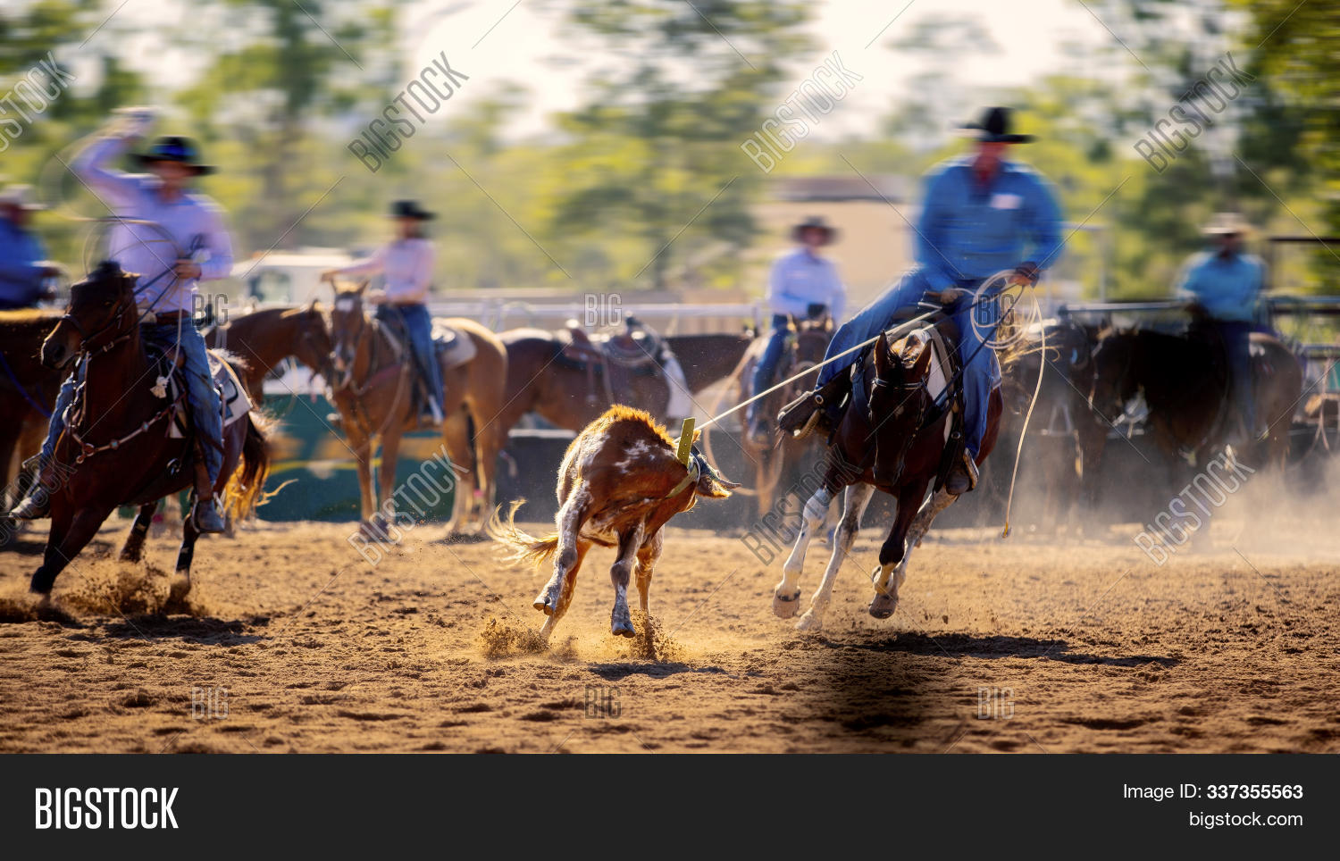 Rodeo - Calf Roping A Young Animal By Cowboys On Horseback - Sanctioned ...
