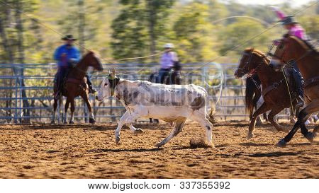 Rodeo - Calf Roping A Young Animal By Cowboys On Horseback - Sanctioned ...
