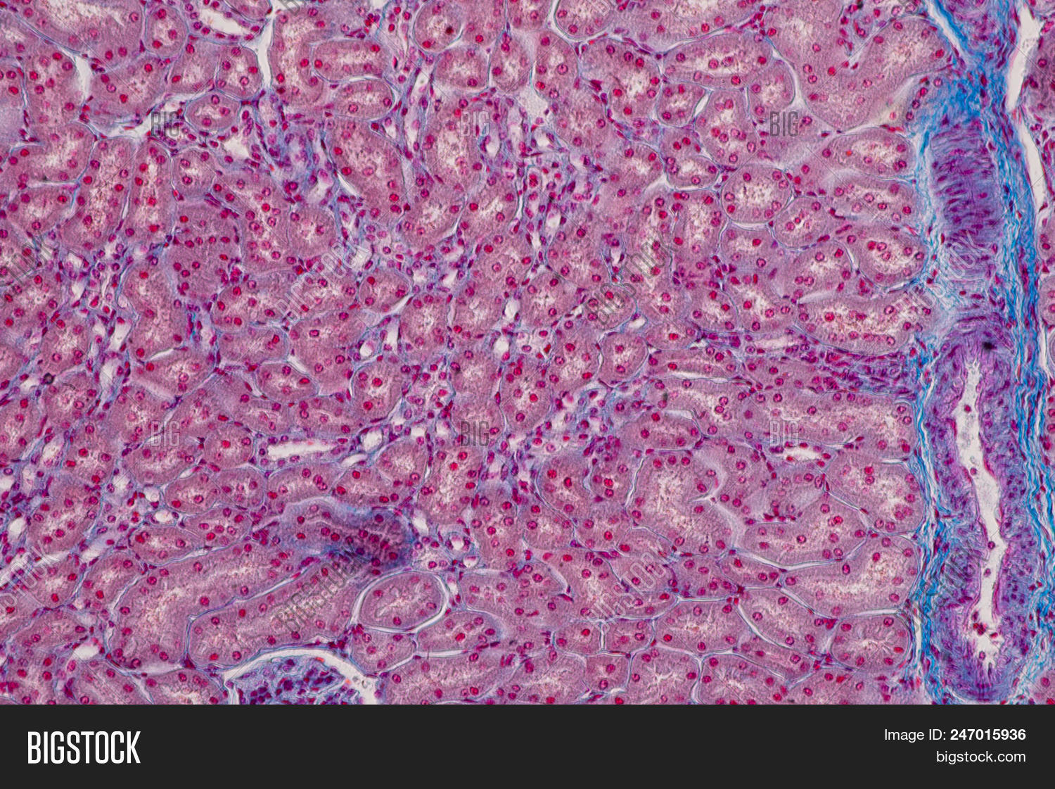 Histology Of Human Kidney Under Microscope View For Education Histology ...