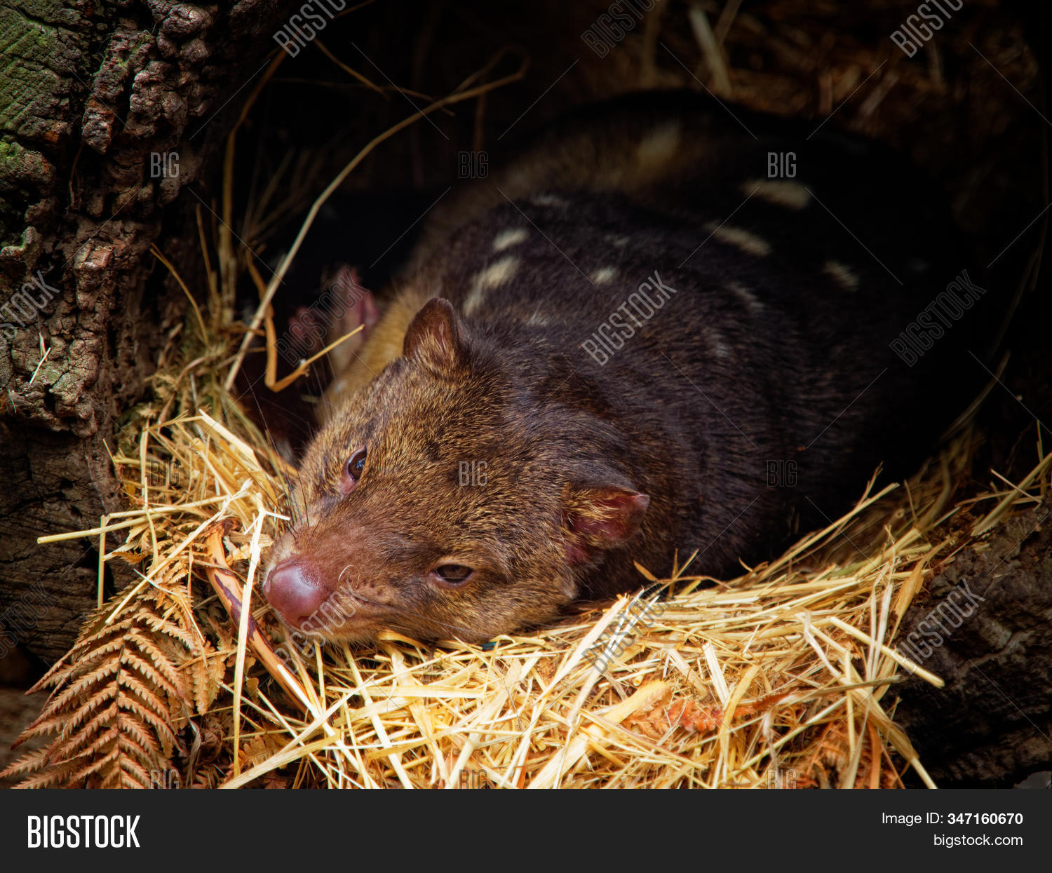 Tiger Quoll - Dasyurus Maculatus Also Spotted-tail Quoll, The Spotted ...