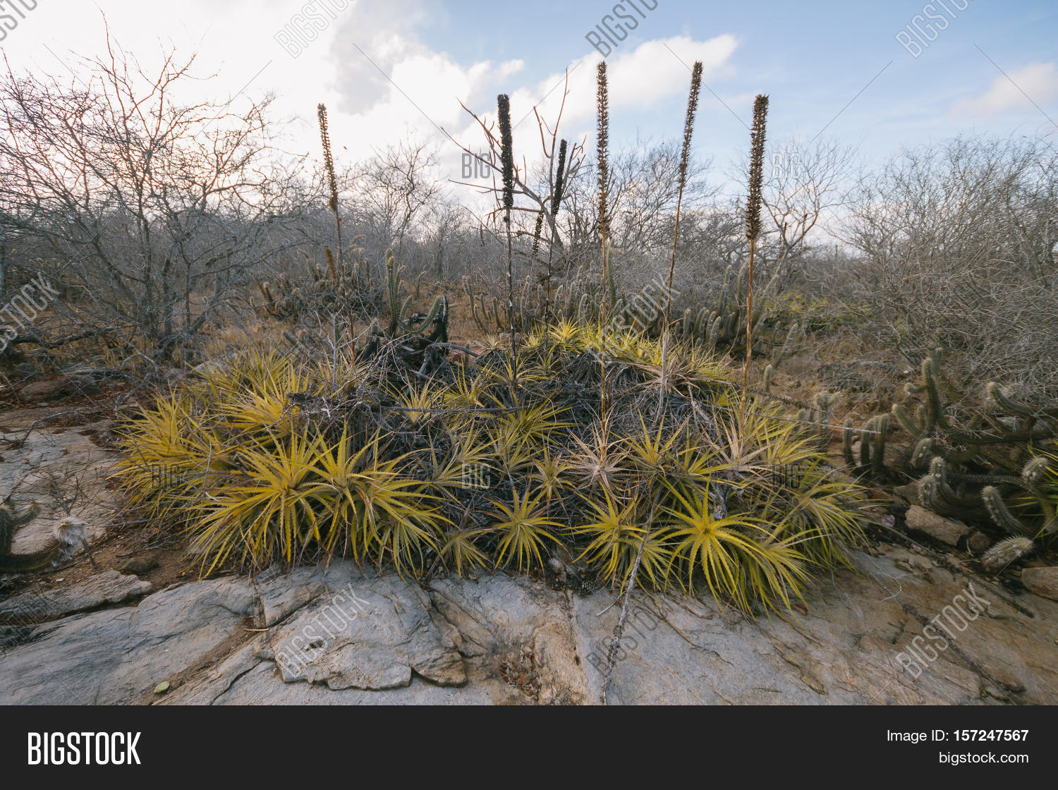 Cacti - "macambira" And "xique Xique" - In The Caatinga In Brazil ...