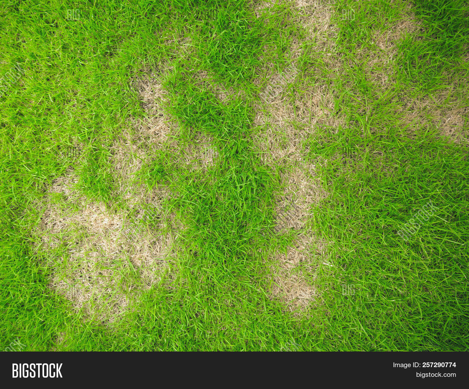 Grass Texture. Grass Background. Patchy Grass, Lawn In Bad Condition ...
