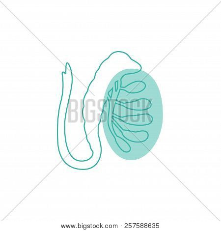 Vector Isolated Illustration Of Male Reproductive System Anatomy ...