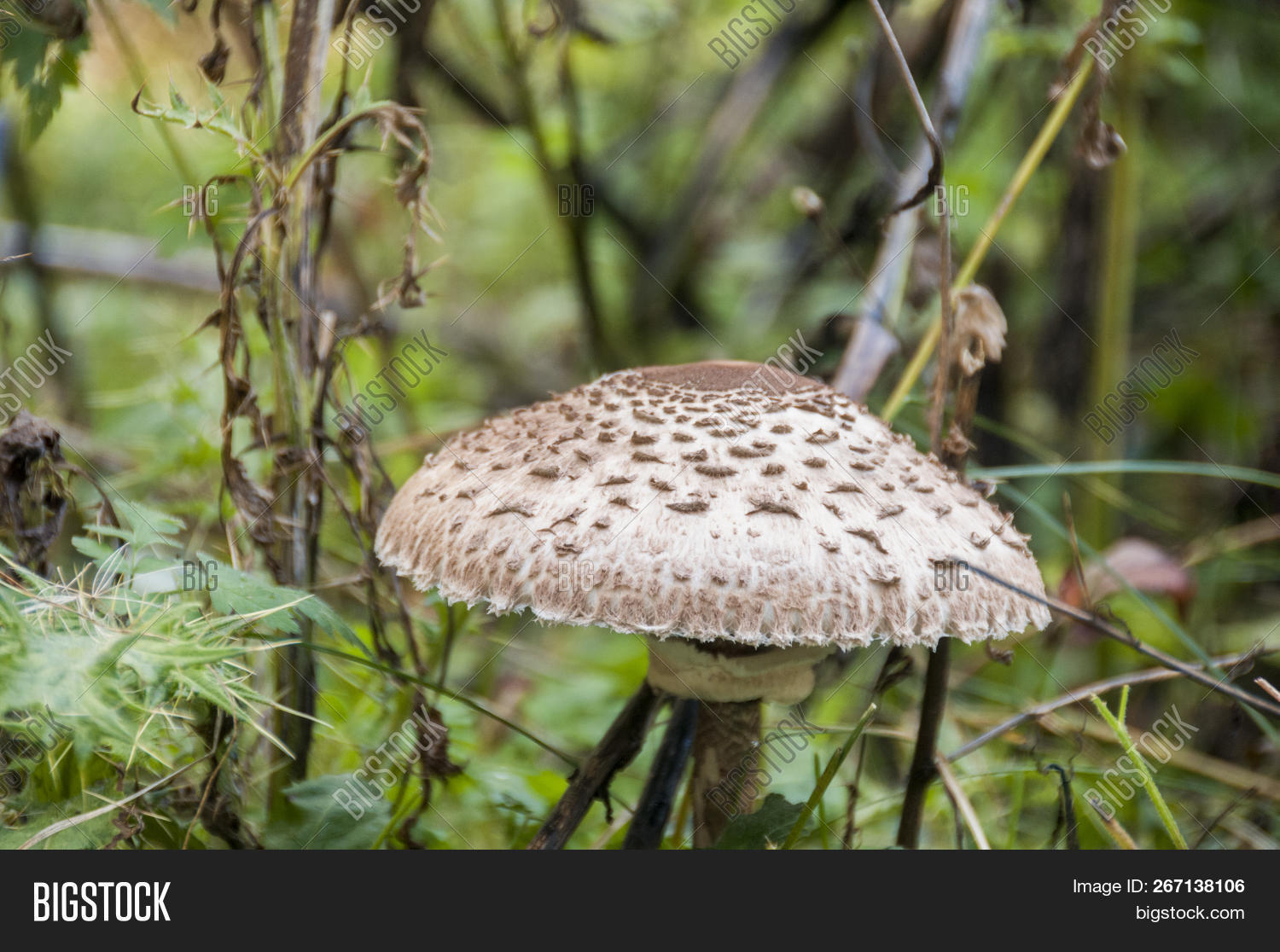Lepiota Brunneoincarnata, Also Known As The Deadly Dapperling, A Gilled ...