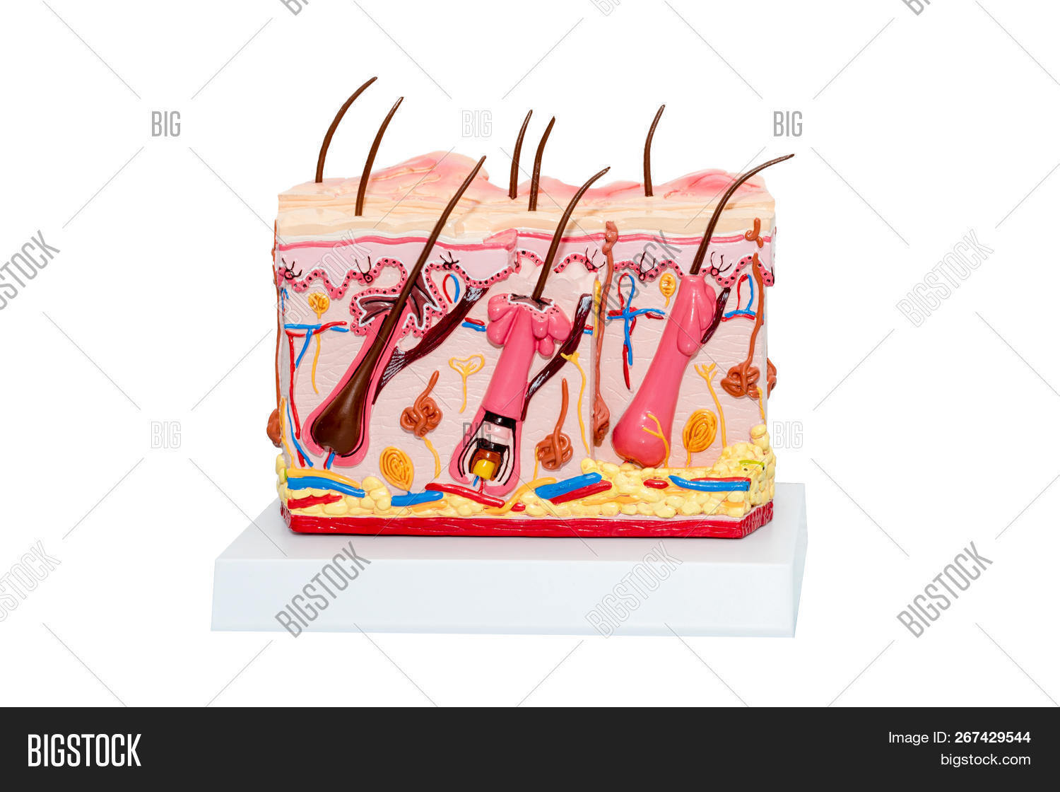 The Human Skin Cross-section Model. Detailed Human Skin Structure With ...