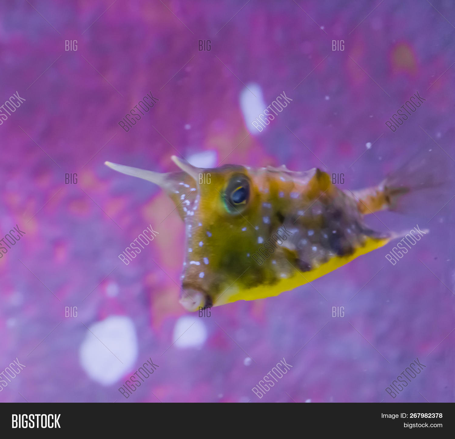 Funny Longhorn Cowfish Also Known As Hornedbox Fish A Tropical Reef ...