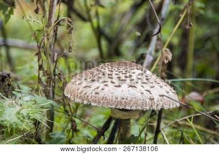 Lepiota Brunneoincarnata, Also Known As The Deadly Dapperling, A Gilled ...