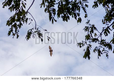Fruit Bat In Flight During The Day - Stock Image - Everypixel