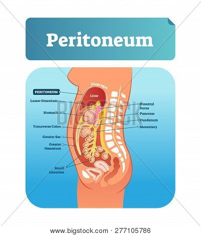 Peritoneum Vector Illustration. Labeled Medical Membrane Location ...