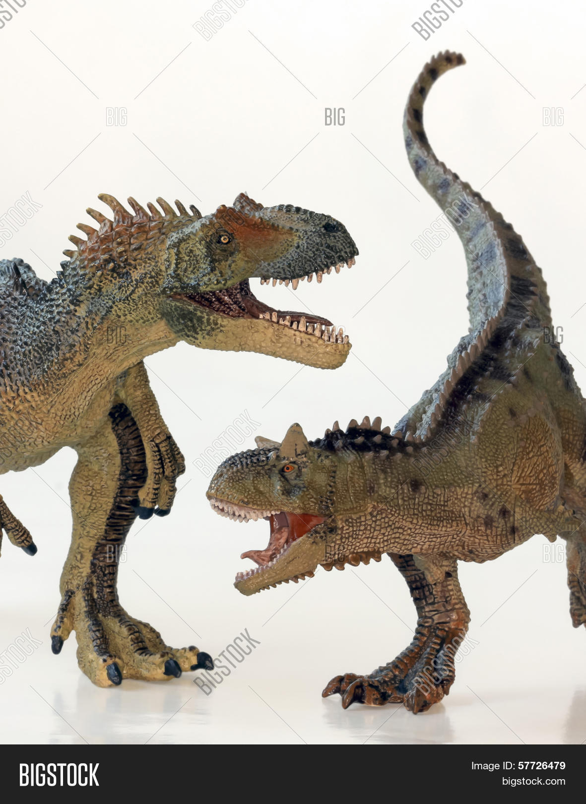 A Battle Between A Carnotaurus And An Allosaurus image & stock photo ...