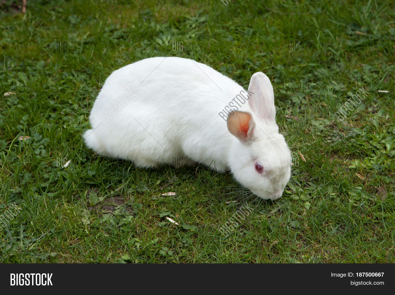White rabbit. Albino laboratory animal of the domestic rabbit ...