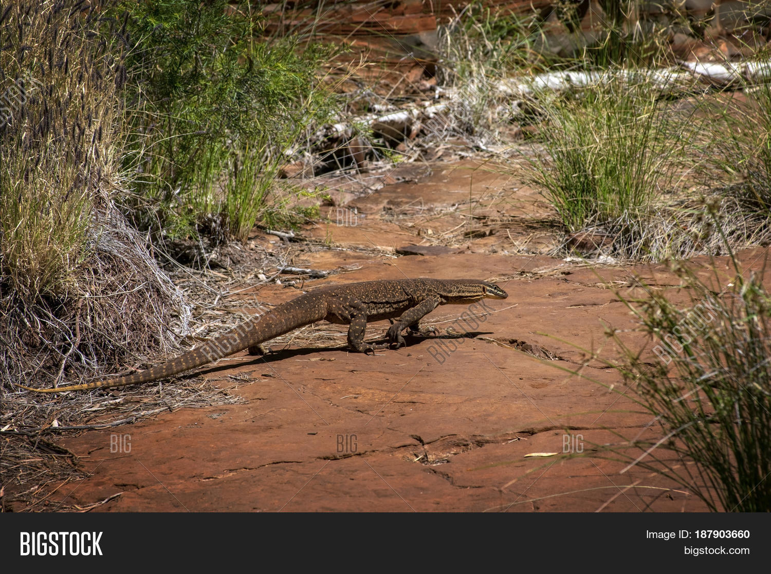 Sand goanna at rocky ground in Western Australia image & stock photo ...