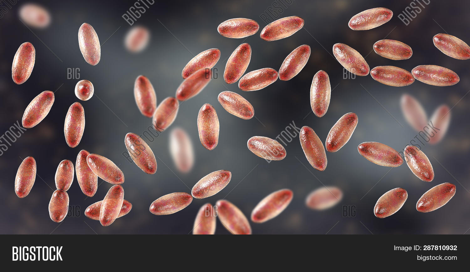 Plague Bacteria Yersinia Pestis, 3d Illustration. Gram-negative ...