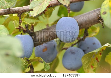 Ripe plums on branch. Plum plantation with a ripe plums on tree - Stock ...