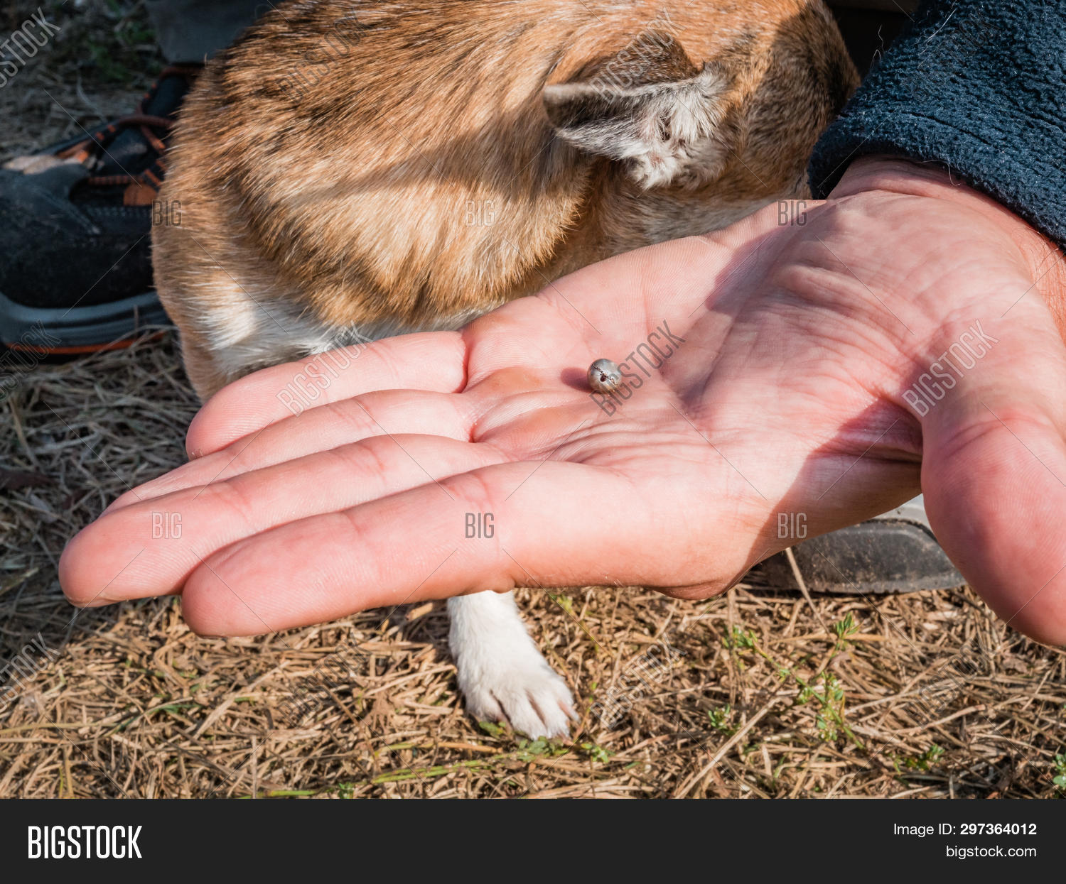 The Tick Engorged With Blood Moves On The Man Hand Close Up, Swollen ...