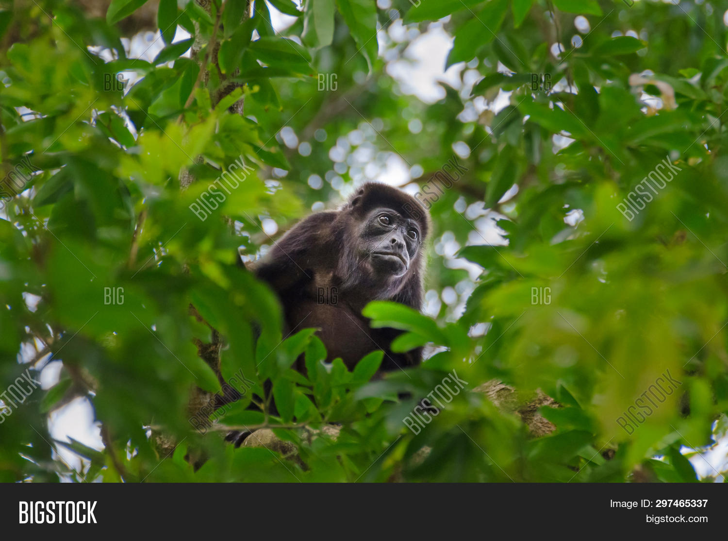Mantled Howler(alouatta Palliata), Or Golden-mantled Howling Monkey ...