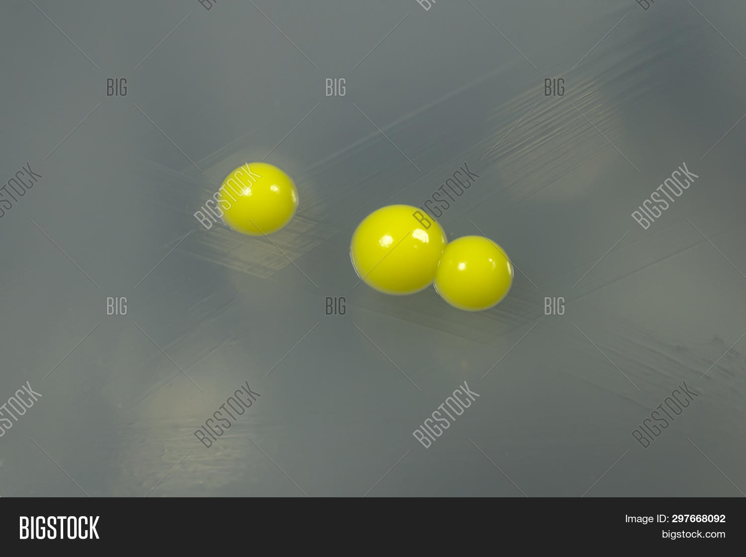 Colonies Of Micrococcus Luteus Bacteria On Petri Dish With Nutrient ...