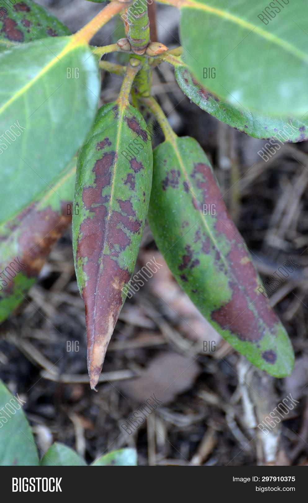 Leaves of rhododendron damaged by Fusarium oxysporum or Phytophthora ...