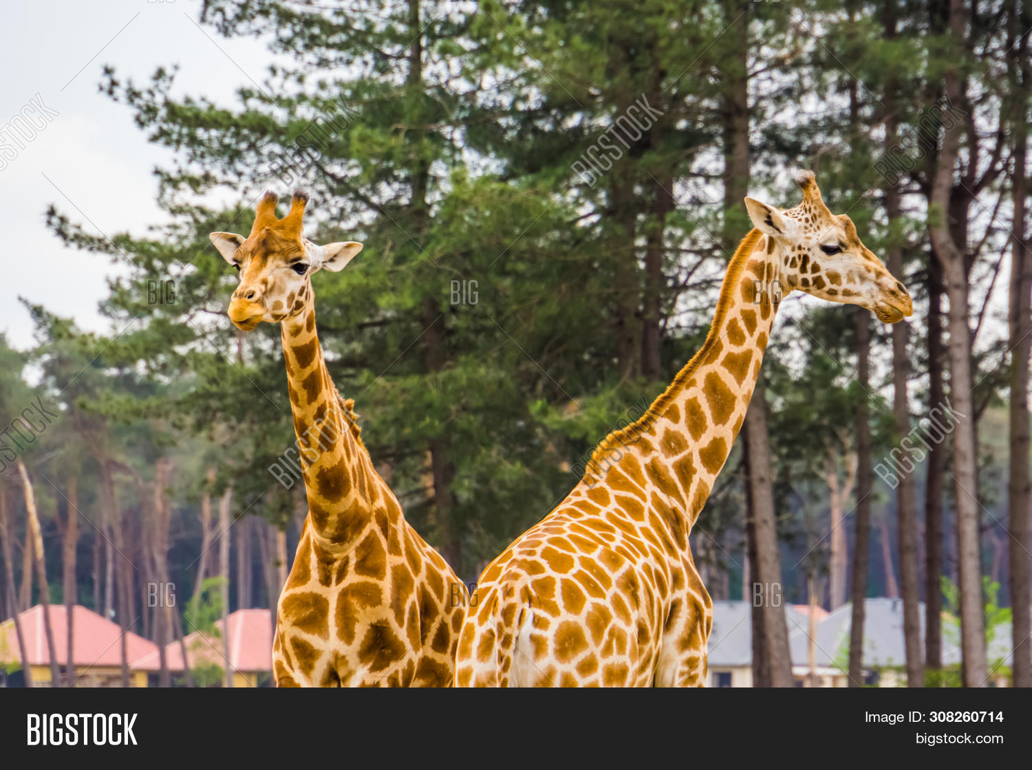 Couple Of Nubian Giraffes Together, Sub Specie Of The Northern Giraffe ...