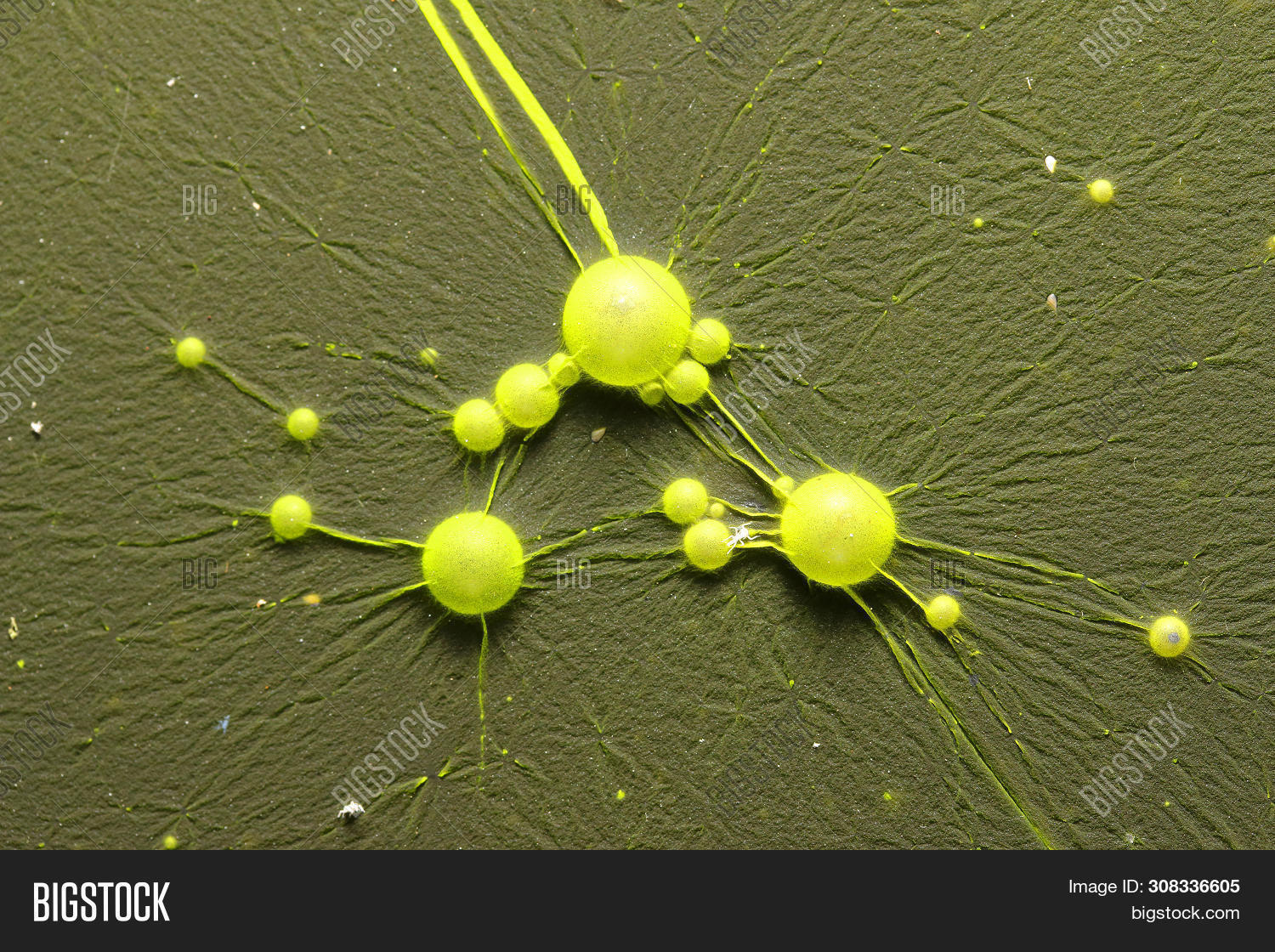 Cyanobacteria, also known as Cyanophyta on water surface. Can produce ...