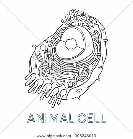 Vector Sketching Illustrations. Schematic Structure Of Animal Cell ...