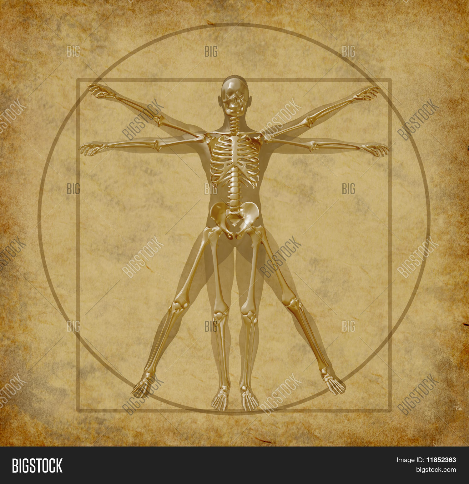 vitruvian human diagram grunge medical chart image & stock photo. 11852363