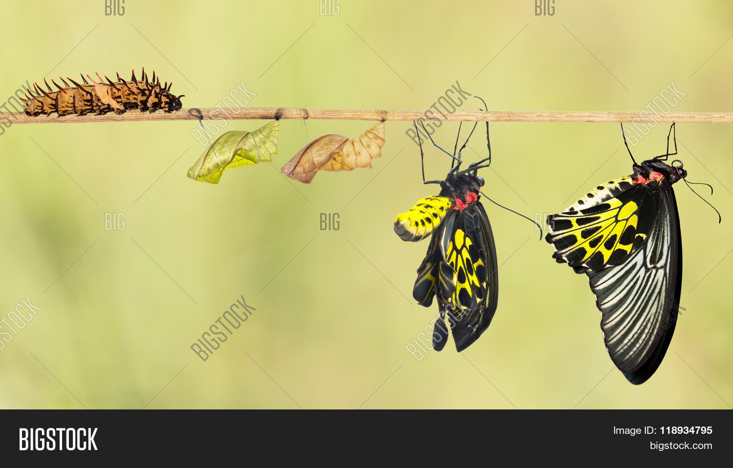 Life Cycle Of Common Birdwing Butterfly image & stock photo. 118934795