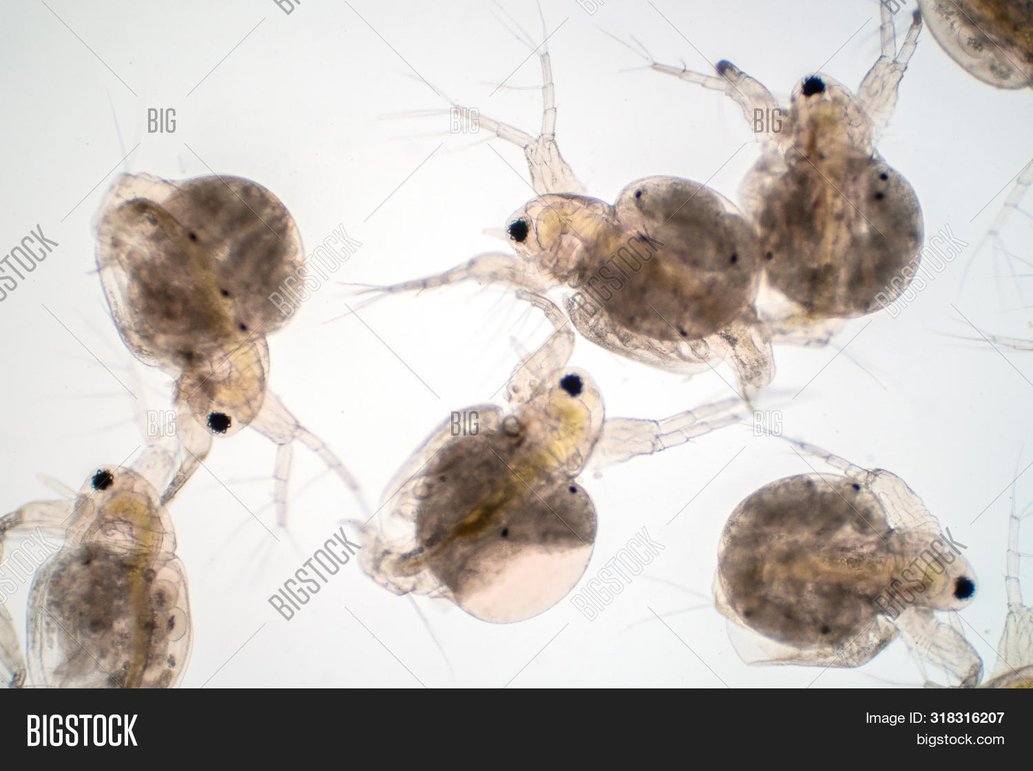 Water Flea (daphnia Magna) Is A Small Planktonic Crustacean Under ...