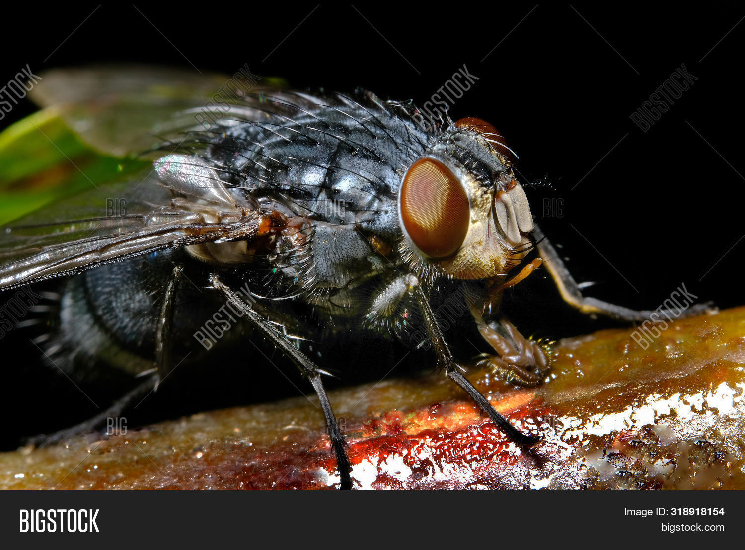 The Housefly Is A Fly Of The Suborder Cyclorrhapha. It Is Believed To ...