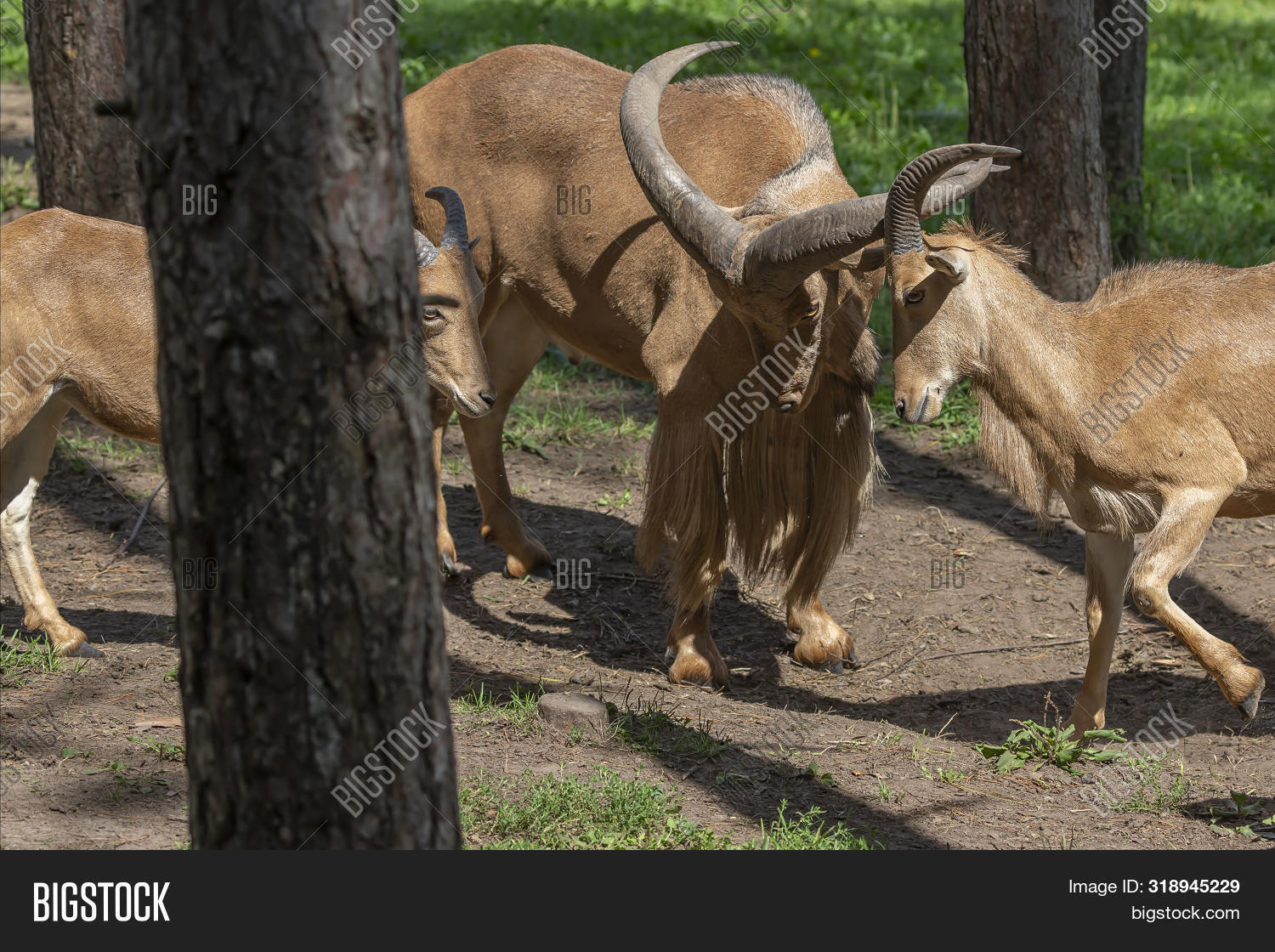 Barbary Sheep (ammotragus Lervia) Or Aoudad Is A Species Native To ...