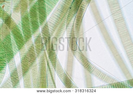 Filamentous Of Cyanobacteria (oscillatoria) Under Microscopic View For ...