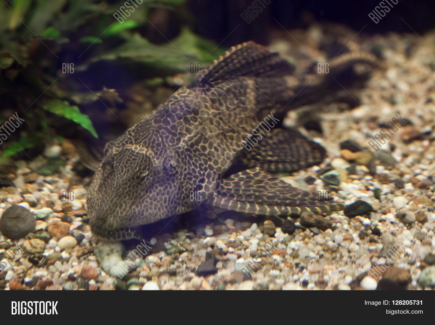 Orinoco sailfin catfish (Pterygoplichthys multiradiatus), also known as ...