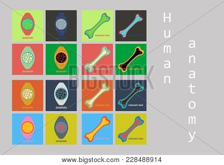 Bone Structure Details Heart, Valve, Anatomy, Diagram, image & stock ...