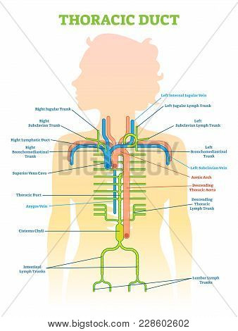 Thoracic Duct Anatomical Vector Illustration Diagram, Medical Scheme ...