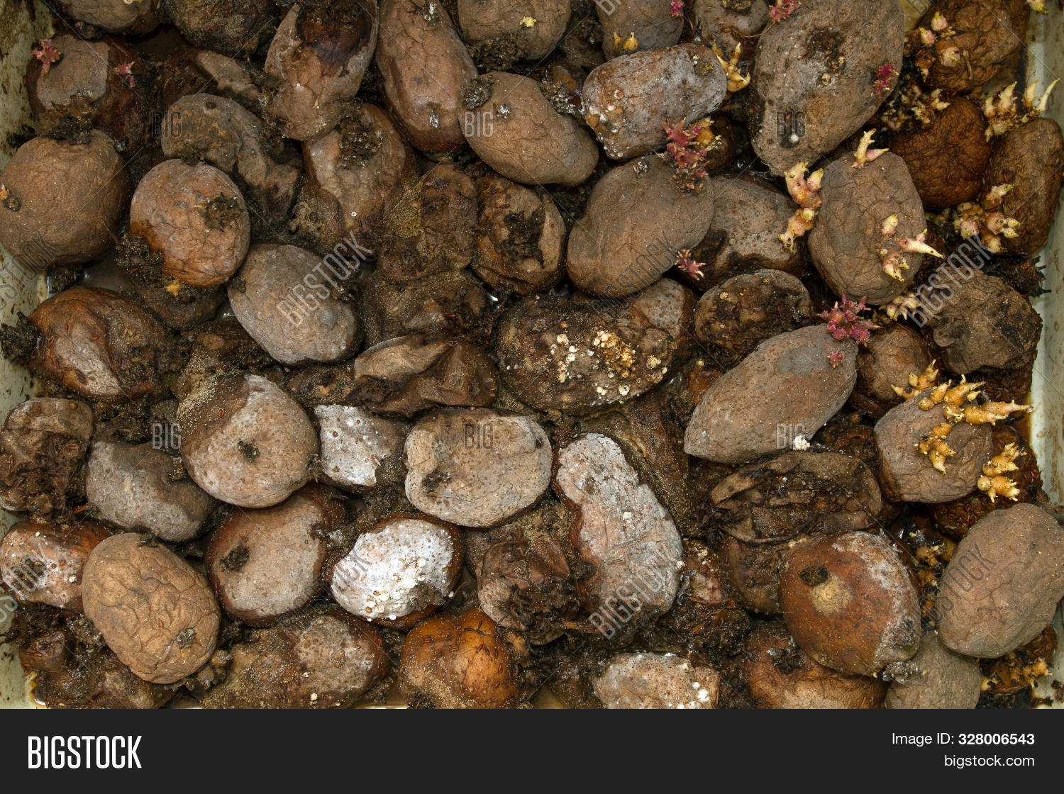 Pile of rotting potatoes waste. Heap of rotten potatoes cornered ...