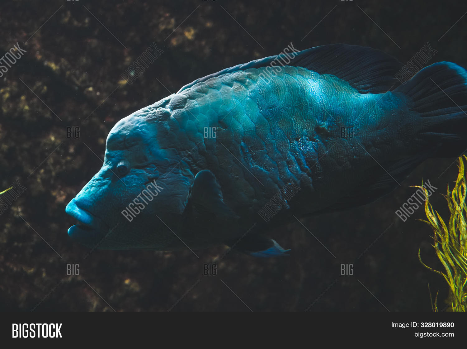 Blue Napoleon Wrasse Swimming In Ocean Aquarium Tank Aqua World In Phu ...