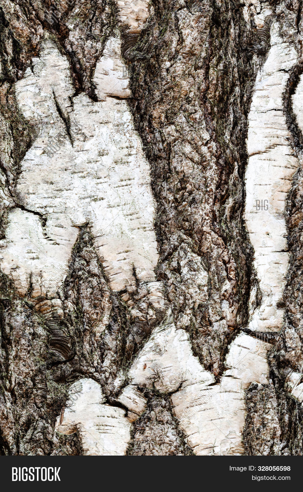 Natural Texture - Furrowed Bark On Mature Trunk Of Birch Tree (betula ...