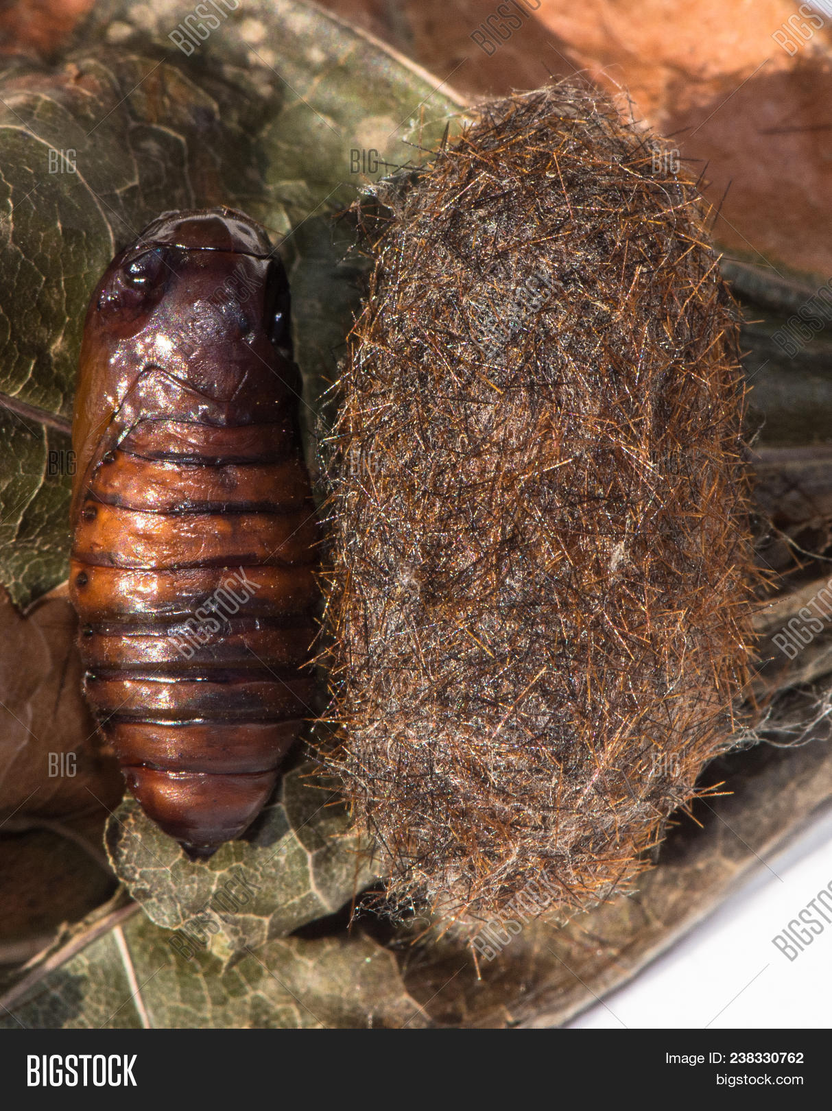 Two Cocoons Side By Side, One Is Smooth In Texture, The Other Is Rough ...