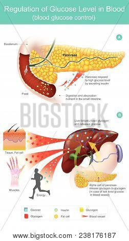 Pancreas Respond To High Glucose Level By Secreting Insulin. Alpha Cell ...