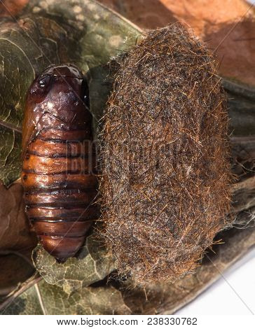 Two Cocoons Side By Side, One Is Smooth In Texture, The Other Is Rough ...