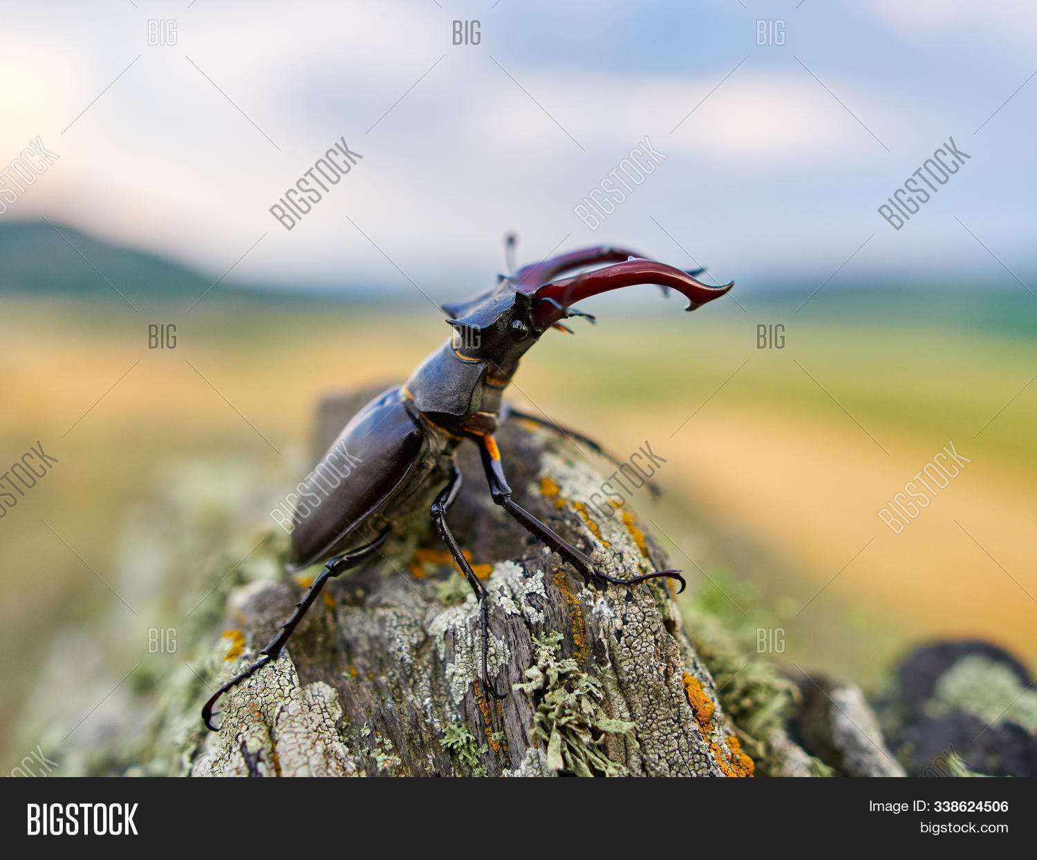 Stag Beetle - Lucanus cervus - in natural habitat image & stock photo ...