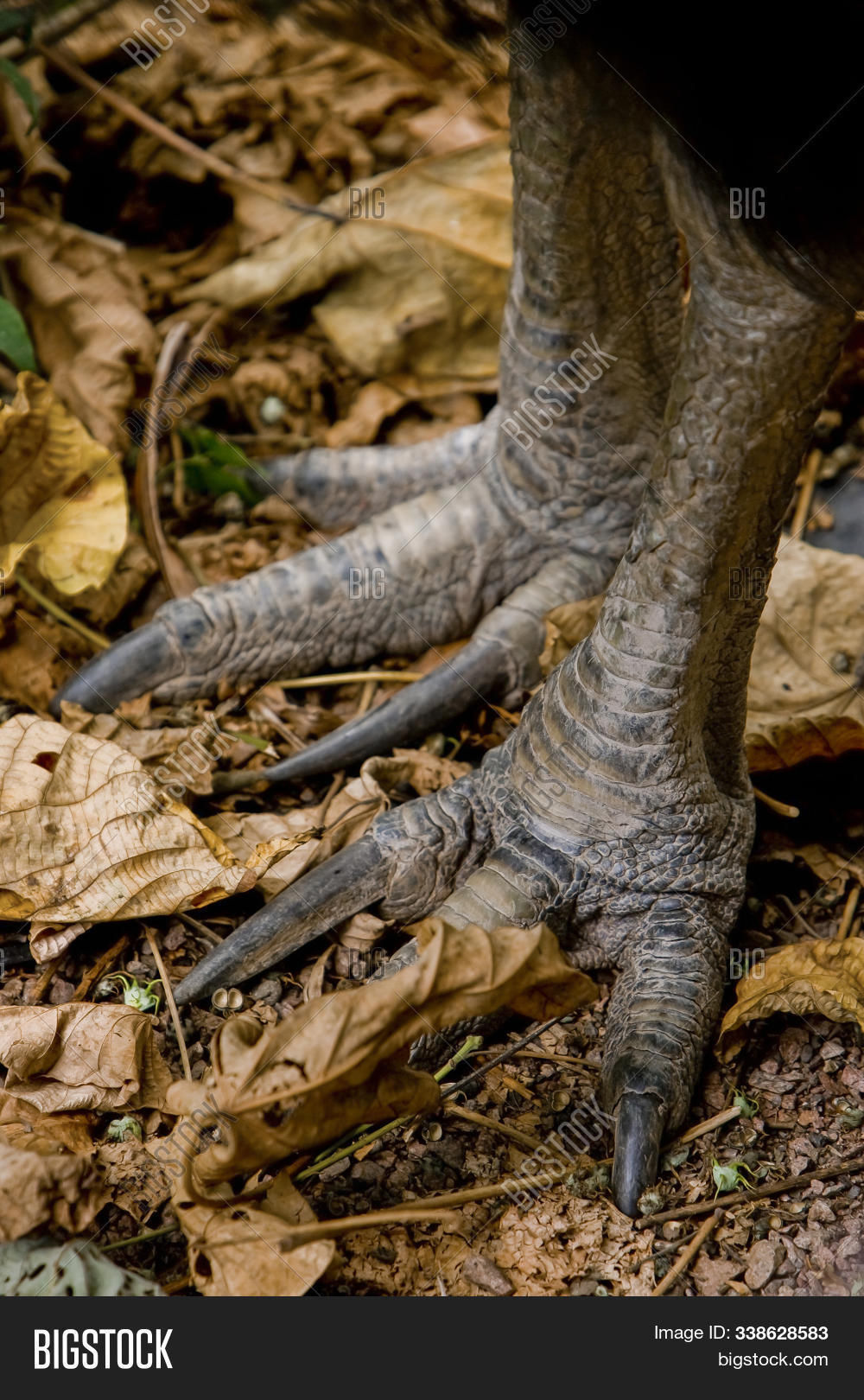 Close Up On Endangered Cassowary, Spikey Bird Feet, Vertical Photograph ...
