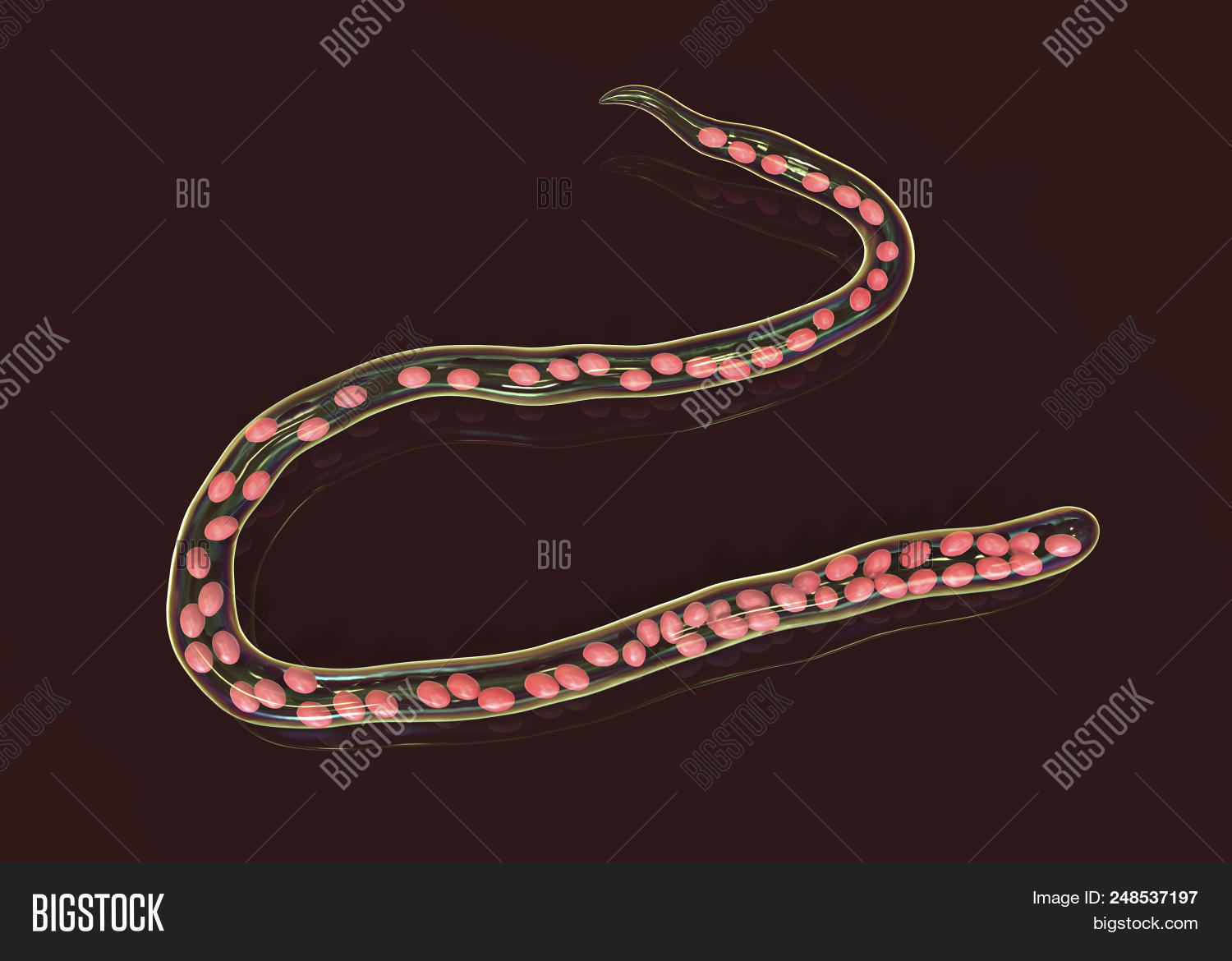 Mansonella Ozzardi, A Roundworm Nematoda That Causes Serous Cavity ...